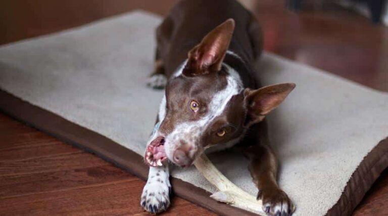 Your Dog Is Choking? Don’t Panic—Try These Fast DIY Fixes