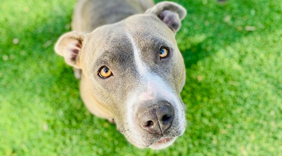 Blue Nose Pitbull: Breed Information, Facts, Puppy Costs & More ...