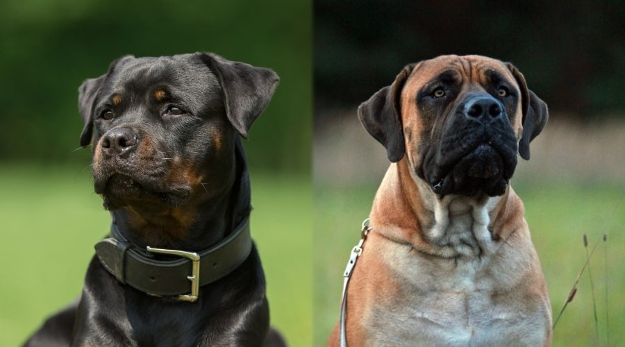 Boerboel Dog Breed Information: Facts, Traits, Pictures & More | Canine ...