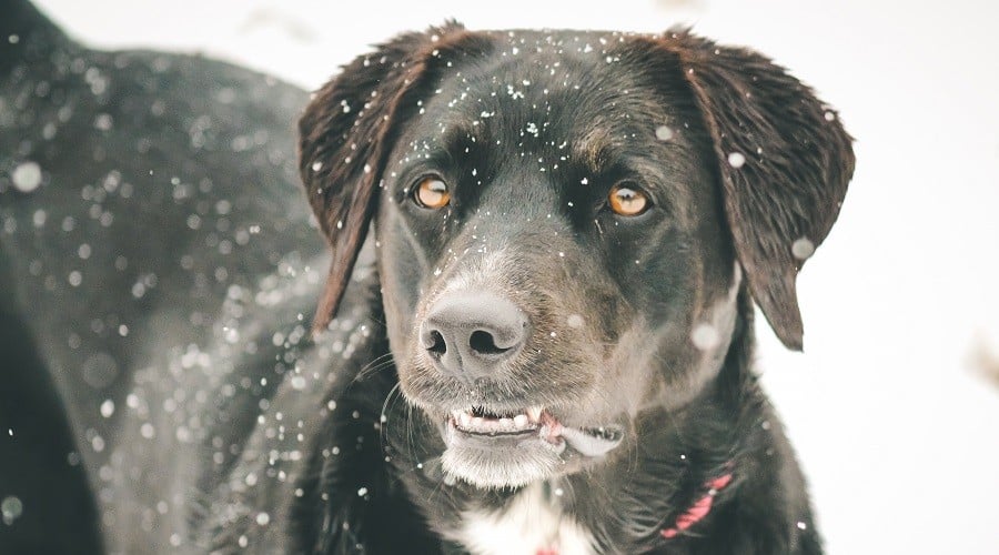 Border Collie Lab Mix: Borador Breed Information - Canine Journal