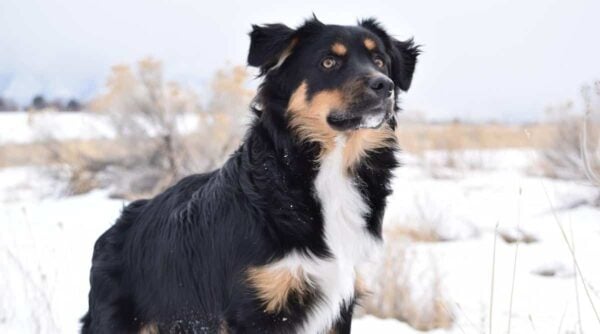 Corgi Pug Mix: Porgi Dog Breed Information, Puppies & More - Canine Journal