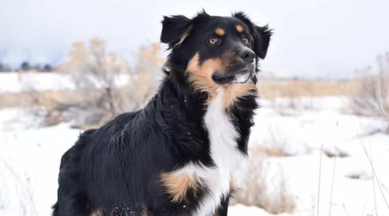 Great Dane Boxer Mix: Boxane Breed Information, Traits & More - Canine ...