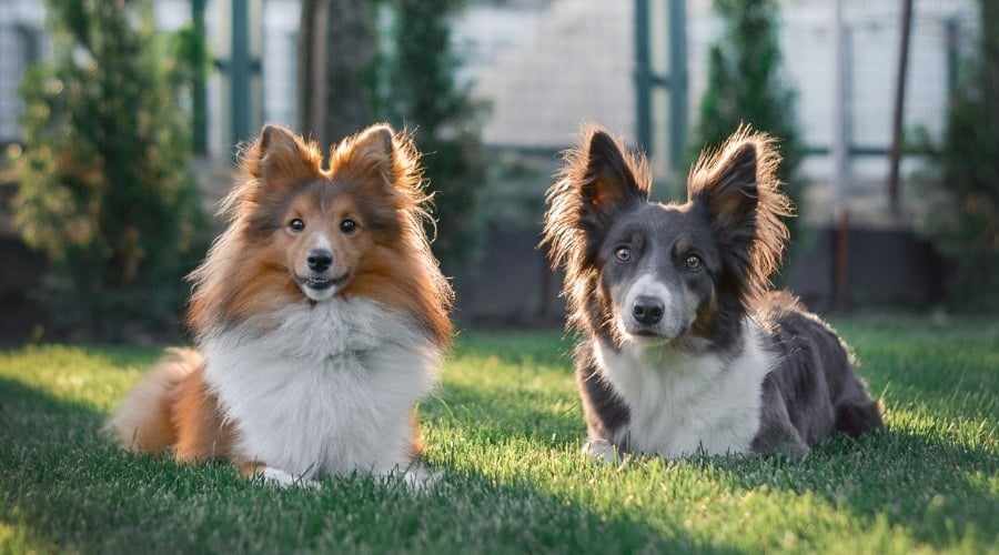 Miniature Sheltie Border Collie Mix