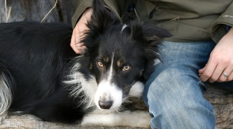 Border Collie Feeding Chart: How Much To Feed Your Border Puppy