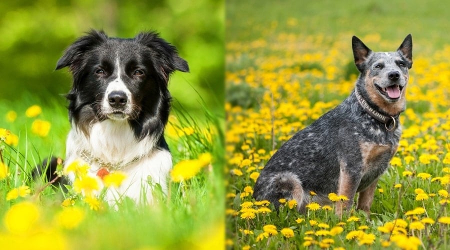 Border Collie vs Australian Cattle Dog: Breed Differences ...