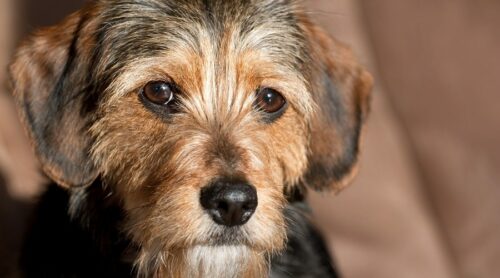 20 Adorable Yorkie Mixes You’ll Instantly Fall In Love With - Canine ...