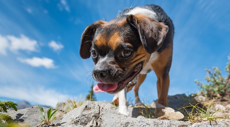 Beagle Boston Terrier (Boglen Terrier) Breed Information & Facts ...