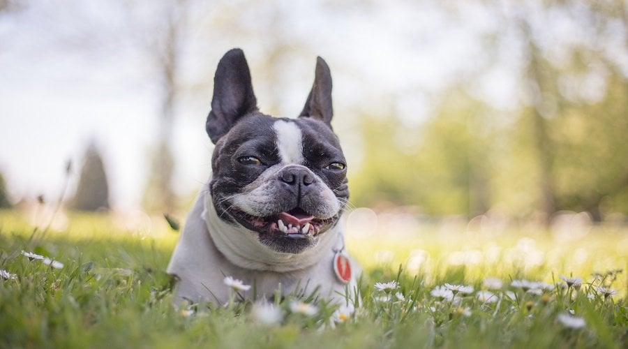 Boston Terrier Mixes: 20 Different Cross Breeds We Love - Canine Journal