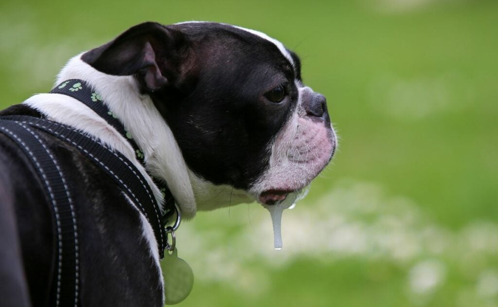 Your Dog’s Drooling Like a Faucet - Here’s What It Actually Means