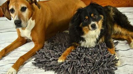 Dr. Cuddles ReadyRESCUE Review: Detox First Aid Treatment | Canine Journal