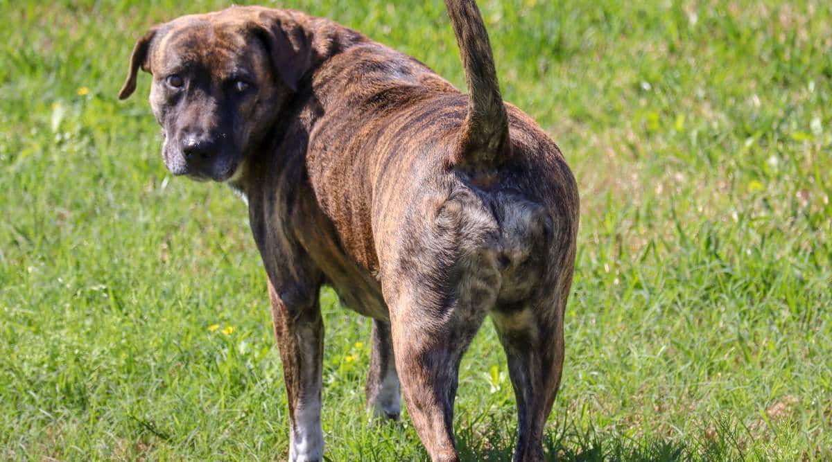 Boxer Lab Mix: Boxador Breed Information, Temperament, Size & More ...