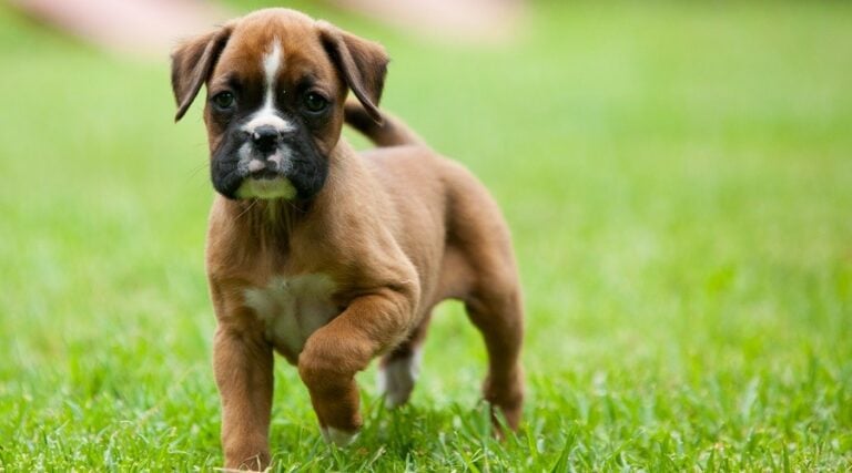 Boxer Growth Chart: Milestones & What To Expect - Canine Journal