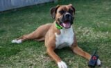 Boxer Growth Chart: Milestones & What To Expect - Canine Journal