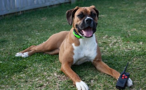 Boxer Growth Chart: Milestones & What To Expect - Canine Journal