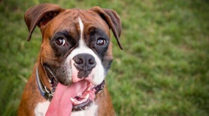 Is Your Boxer at Risk? 9 Genetic Health Issues You Must Know About ...