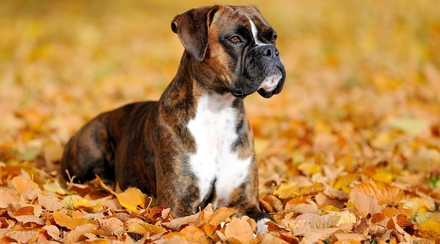 Boxer Breed Information: Traits, Facts, Colors & More - Canine Journal