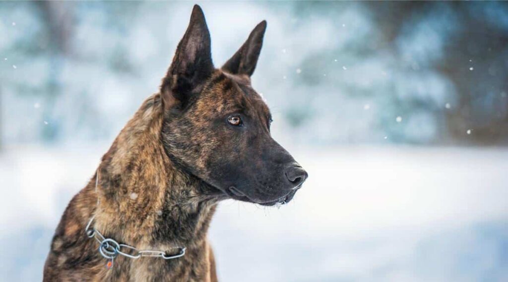 Best Cold Weather Dog Breeds: 26 Snow & Cold Tolerant Dogs | Canine Journal
