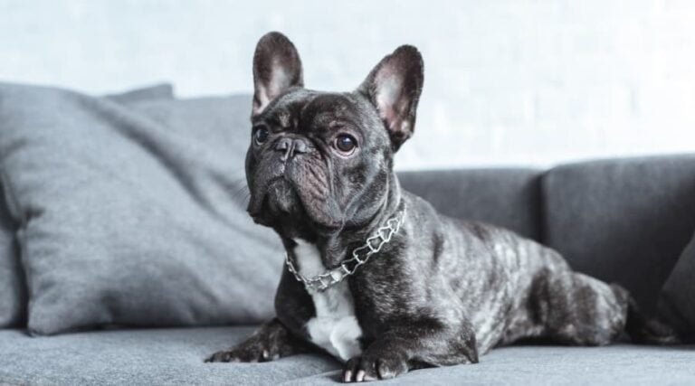 Curly-Tail Breeds Uncovered: Traits, Care & Surprising Facts - Canine ...