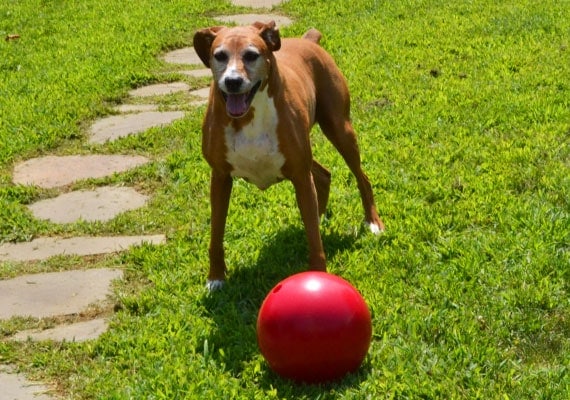 3 Best Herding Balls For Pushing Around (11+ Tested) | Canine Journal