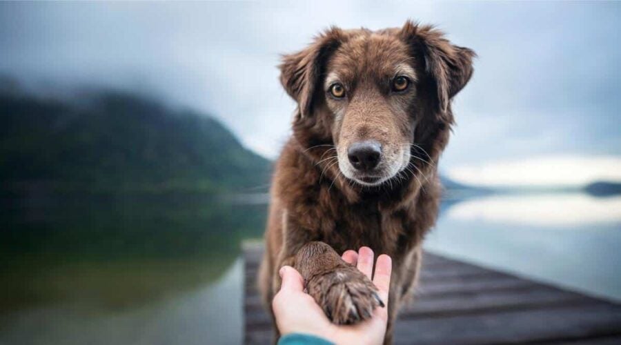 When Your Dog’s Love Language Is Physical Touch … And The Pawing Is ...