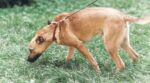 Can Dogs Smell Fear? Science Explains How Dogs Sense Human Emotions ...