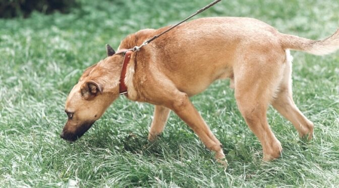 Can Dogs Smell Fear? Science Explains How Dogs Sense Human Emotions ...