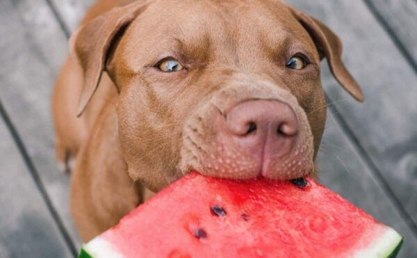 Can Dogs Eat Watermelon? Is It Safe & What Types Are Okay - Canine Journal