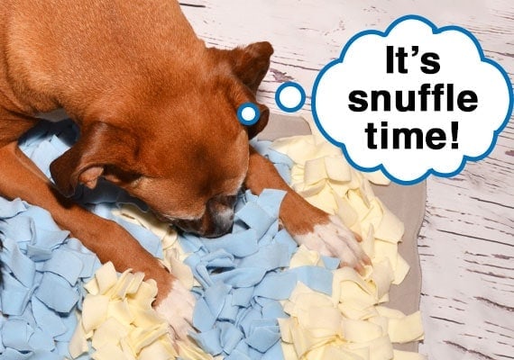 The 2 Best Snuffle Mats For Dogs (7 Tested & Reviewed!) | Canine Journal