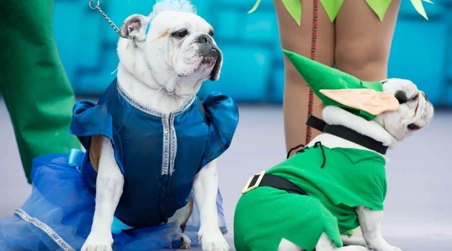 PAW Patrol Dog Names: 80+ Main & Supporting Characters | Canine Journal