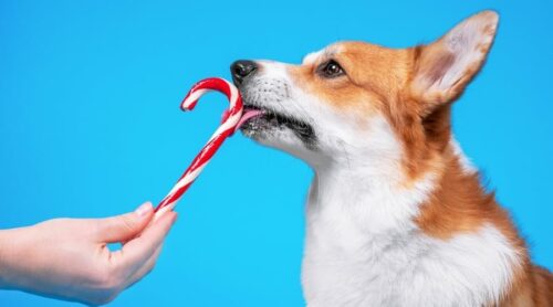 Can Dogs Eat Peppermint? Is Peppermint Toxic to Dogs? - Canine Journal