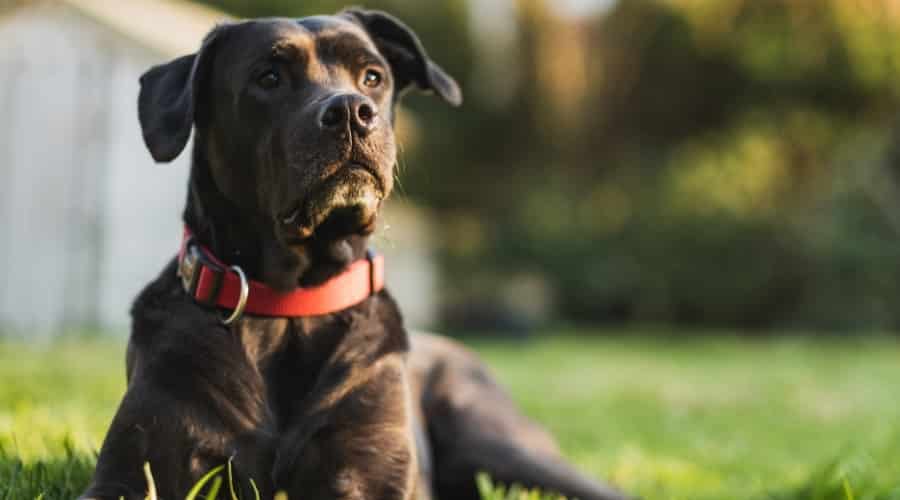 Cane Corso Labrador Retriever Mix: Labrador Corso Breed Information ...