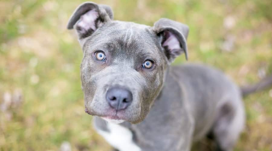 Cane Corso Mixes: 11 Very Unusual & Different Crossbreeds - Canine Journal