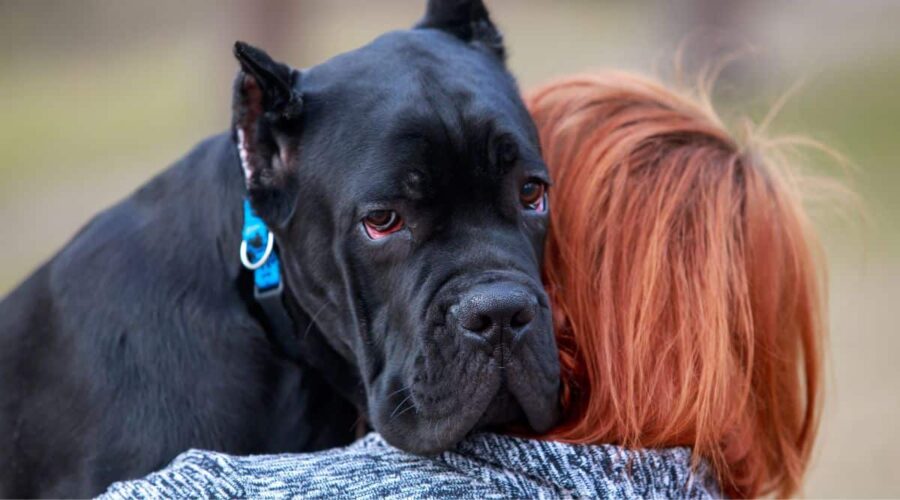 Cane Corso Colors: Common And Rare | Canine Journal