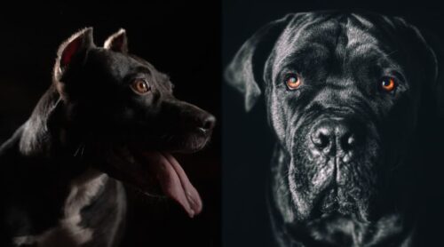Cane Corso Dog Breed Information: Facts, Traits, Pictures, & More ...