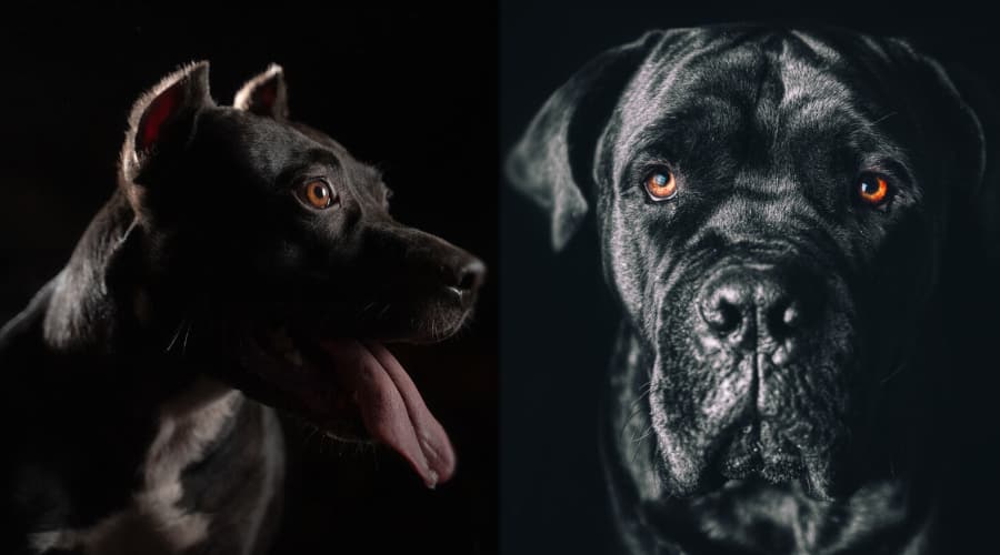 Cane Corso Dog Breed Information: Facts, Traits, Pictures, & More ...