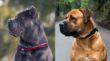 Boerboel Dog Breed Information: Facts, Traits, Pictures & More | Canine ...