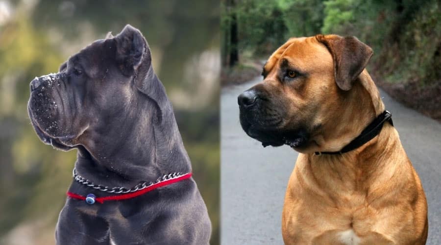 Cane Corso vs. Boerboel: Breed Differences & Similarities - Canine Journal