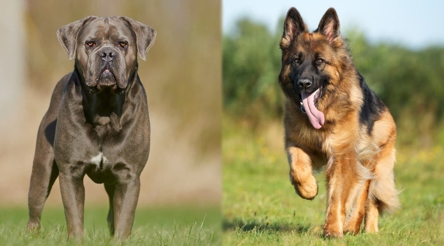 Cane Corso Dog Breed Information: Facts, Traits, Pictures, & More ...
