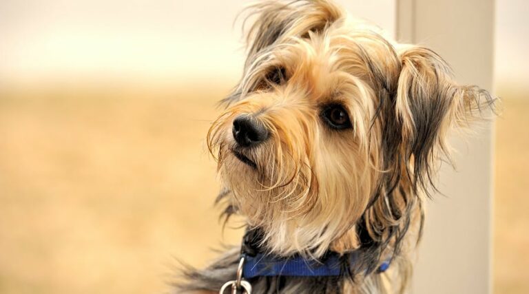 20 Adorable Yorkie Mixes You’ll Instantly Fall In Love With - Canine ...
