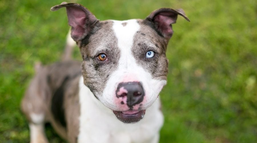 Catahoula Leopard Dog & Pitbull Mix: Pitahoula Breed Information ...