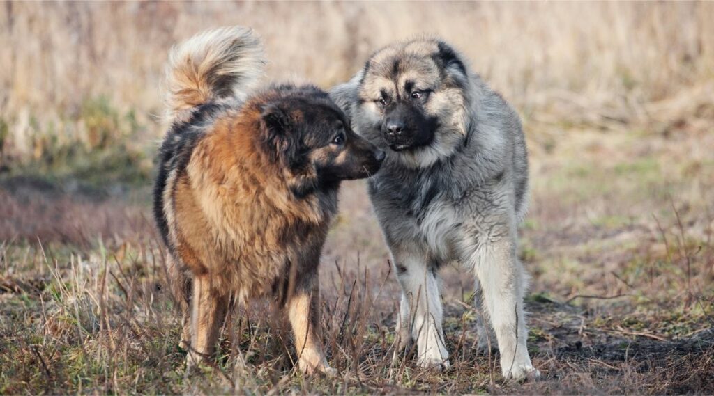 Caucasian Shepherd: Traits, Facts & More - Canine Journal