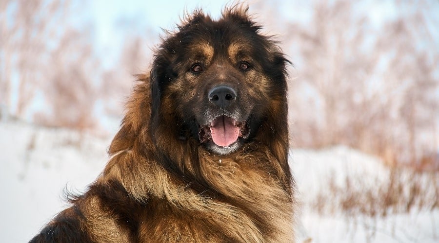 Best Dog Foods For Caucasian Shepherds: Puppies, Adults & Seniors ...