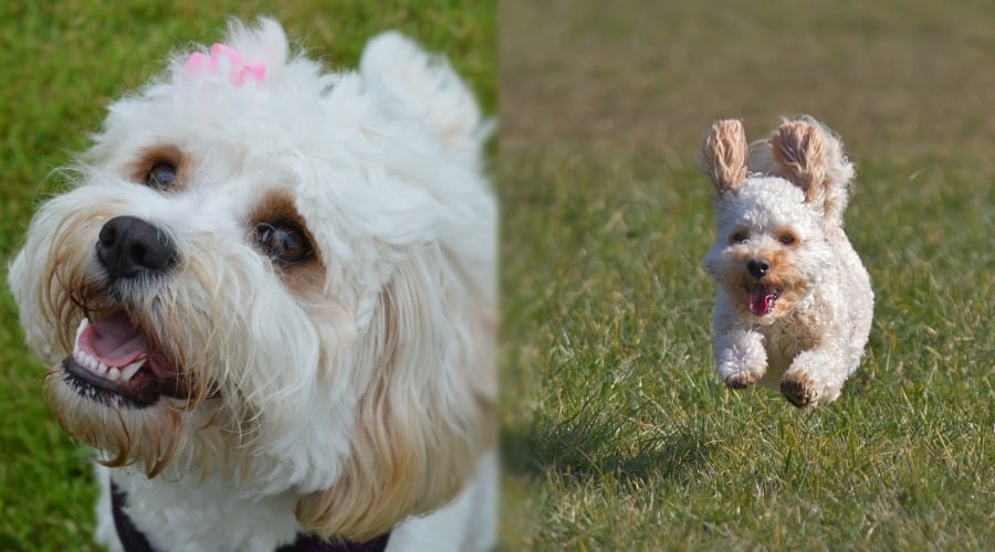 Cavachon vs. Cavapoo: Breed Differences & Similarities - Canine Journal