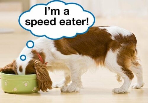 Does Your Dog Eat Like A Furry Vacuum? 8 Genius Hacks To Slow Them Down ...