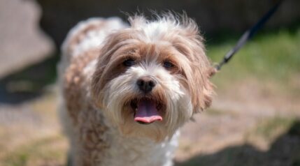 Border Collie Poodle Mix: Bordoodle Breed Information | Canine Journal