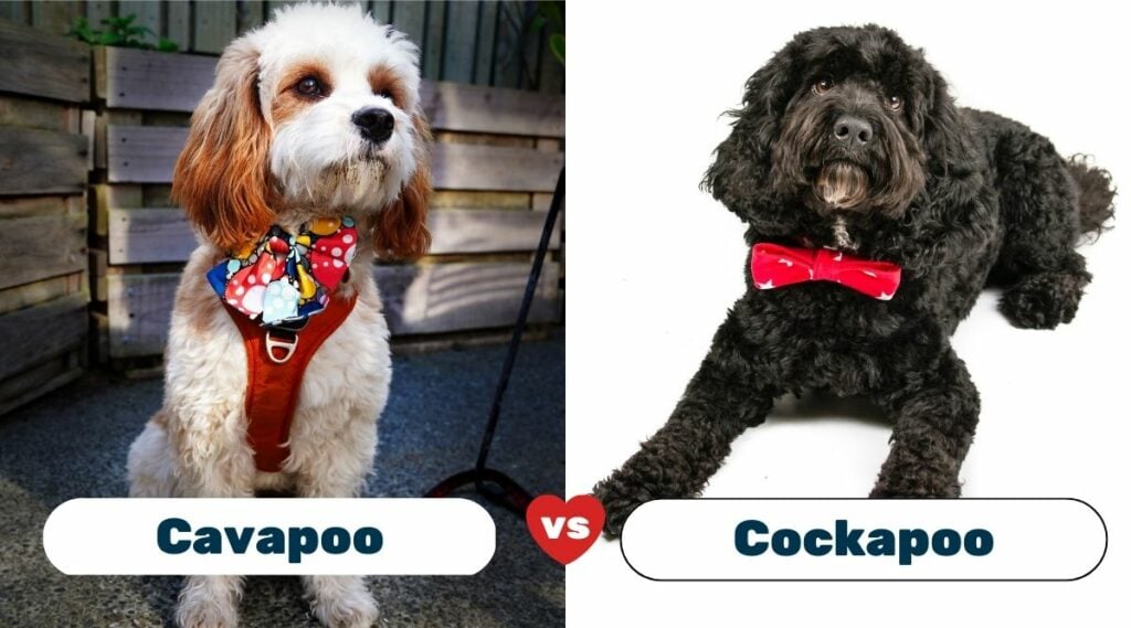 Cavapoo vs Cockapoo: Breed Differences & Similarities - Canine Journal
