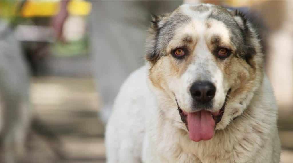 Central Asian Shepherd Information: Breed History, Traits, Care & More ...