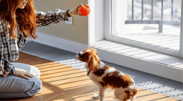 Cavalier King Charles Spaniel Lifespan: How Long Do Cavaliers Live?
