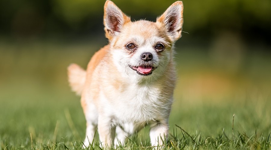 Chihuahua Corgi Mix: Chigi Breed Information, Puppy Costs & More ...