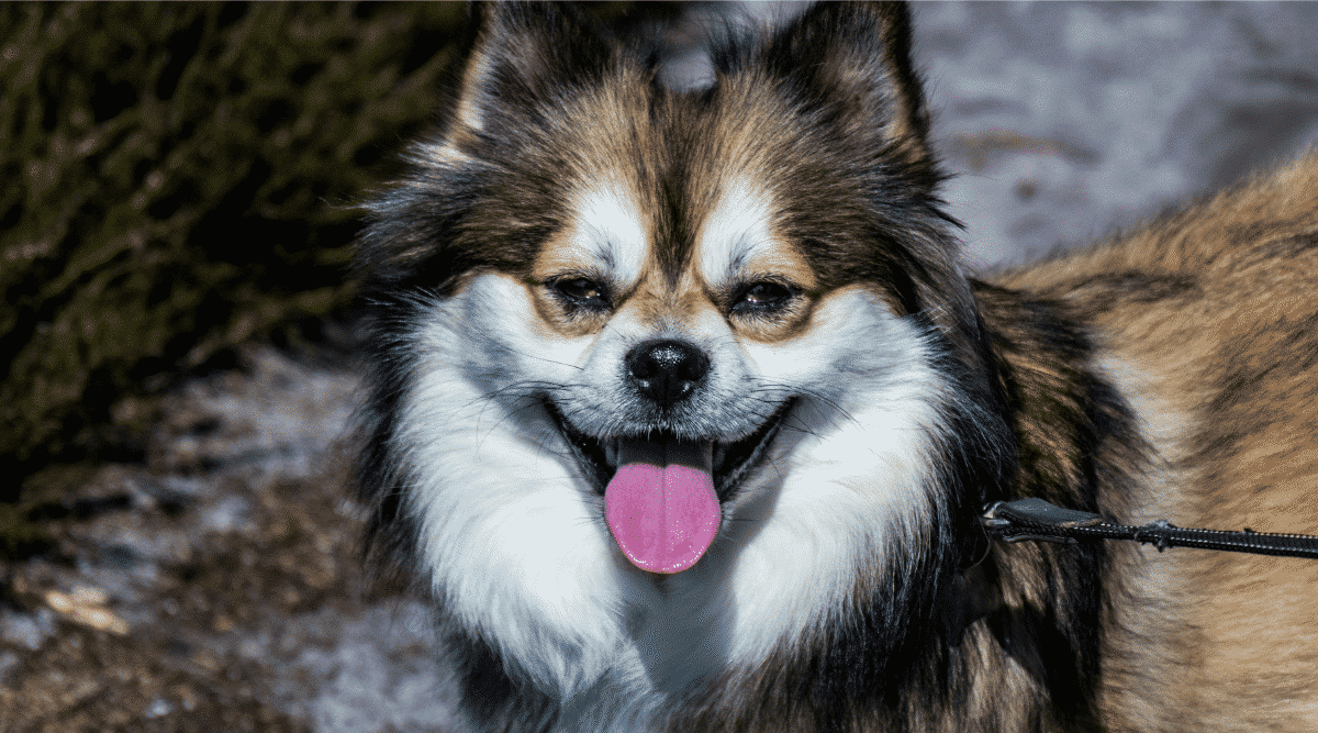 Husky Chihuahua Mischling Chihuahua: The Tiny Titan With A Big